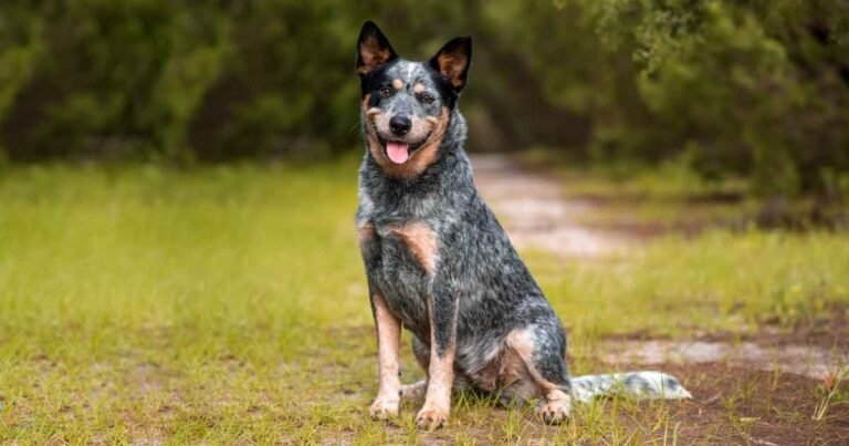 Hanging Tree Cattle Dog: Fearless Protector of Herds